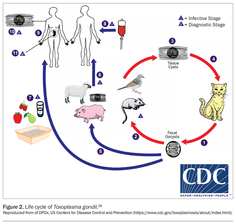 Invasive protozoal infections in Australia | Medicine Today